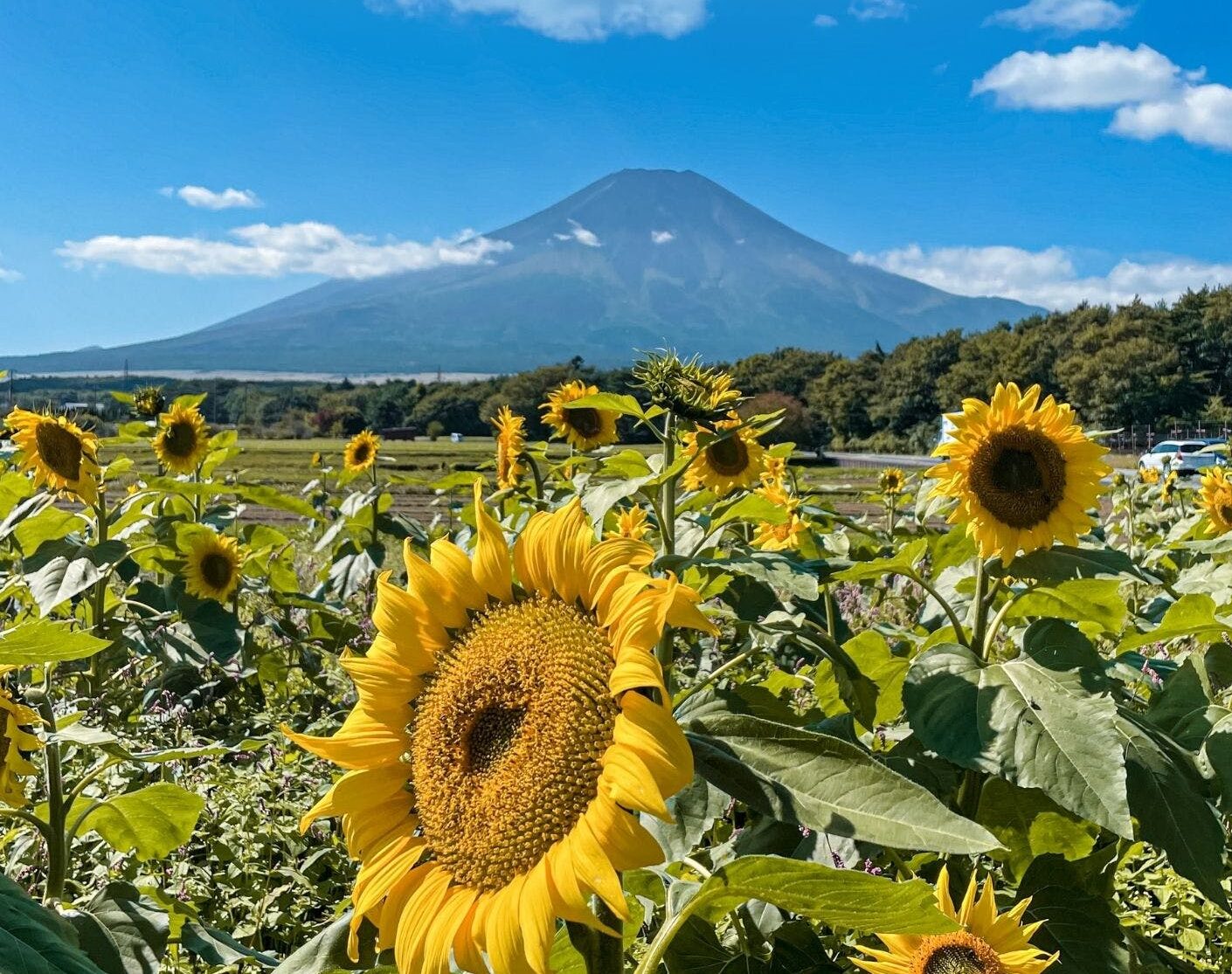 Summer in Japan - The Lara Channel